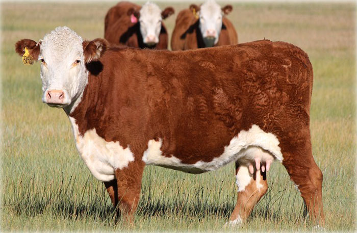 Cows, Calves & Heifers